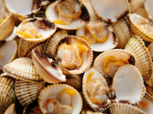 What are cockles and how to cook them | CHAO PESCAO